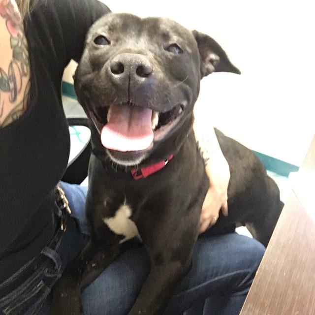 Adoptable Animals | City of Bloomington, Indiana