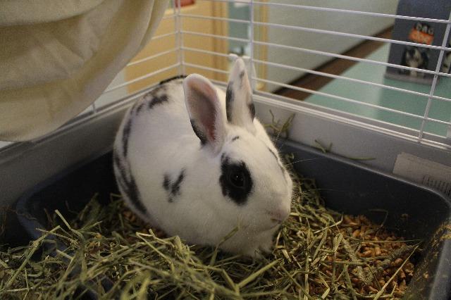 Adoptable Animals | City of Bloomington, Indiana