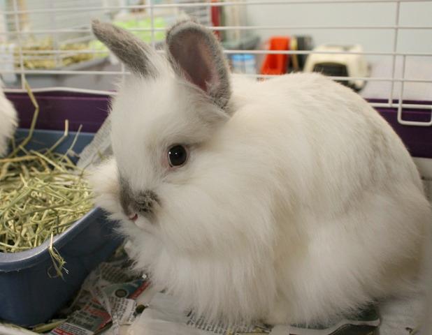 Adoptable Animals | City of Bloomington, Indiana