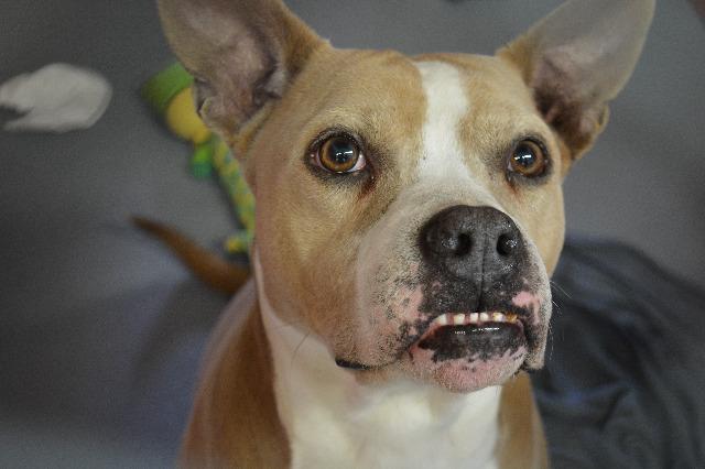 Adoptable Animals | City of Bloomington, Indiana