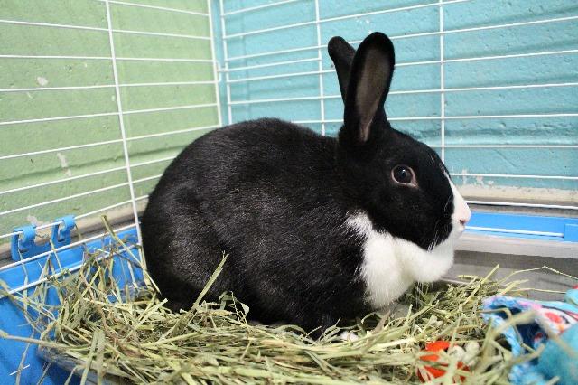 Adoptable Animals | City of Bloomington, Indiana