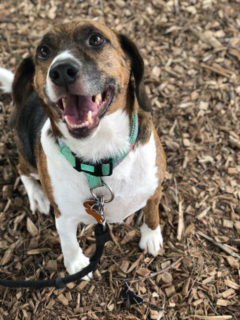 Adoptable Animals | City of Bloomington, Indiana