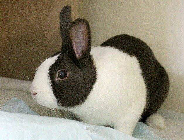 Adoptable Animals | City of Bloomington, Indiana