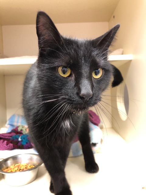 Adoptable Animals | City of Bloomington, Indiana