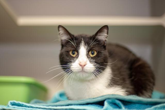Adoptable Animals | City of Bloomington, Indiana