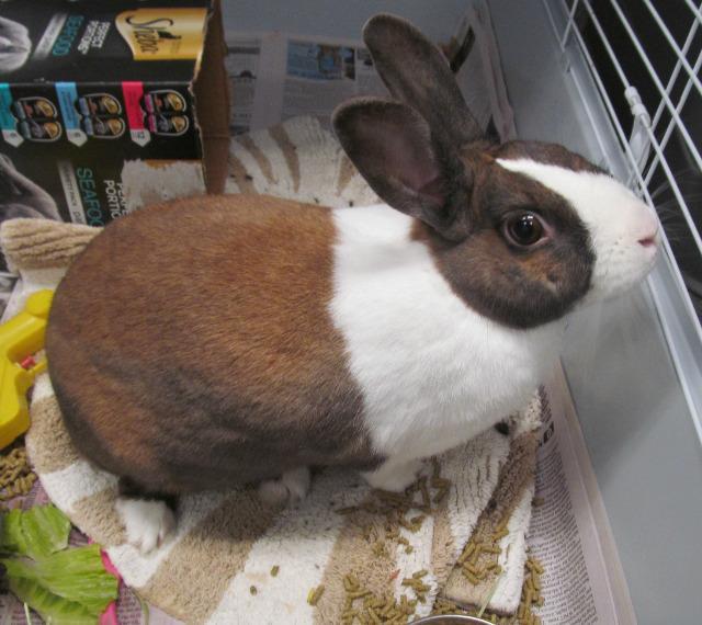 Adoptable Animals | City of Bloomington, Indiana