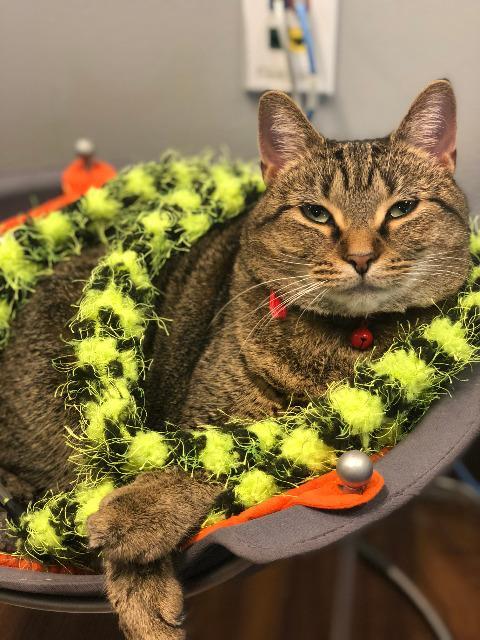 Adoptable Animals | City of Bloomington, Indiana