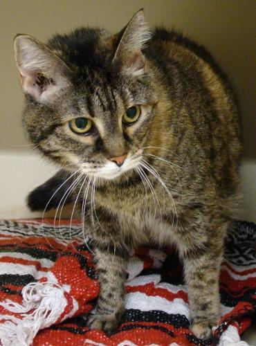 Adoptable Animals | City of Bloomington, Indiana