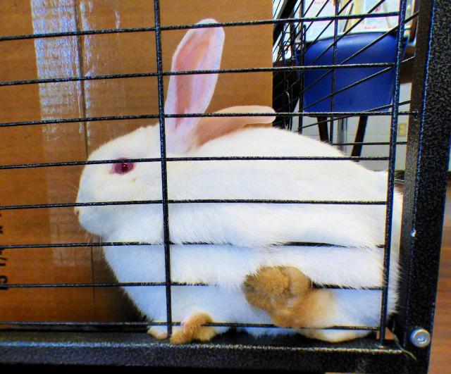 Adoptable Animals | City of Bloomington, Indiana