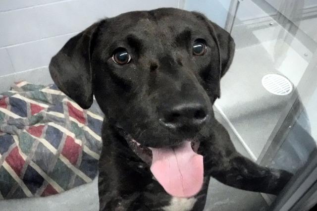 Adoptable Animals | City of Bloomington, Indiana