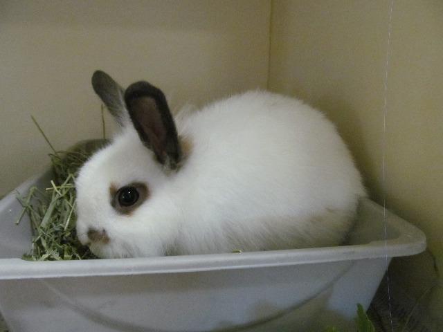 Adoptable Animals | City of Bloomington, Indiana