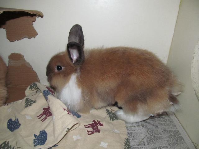 Adoptable Animals | City of Bloomington, Indiana