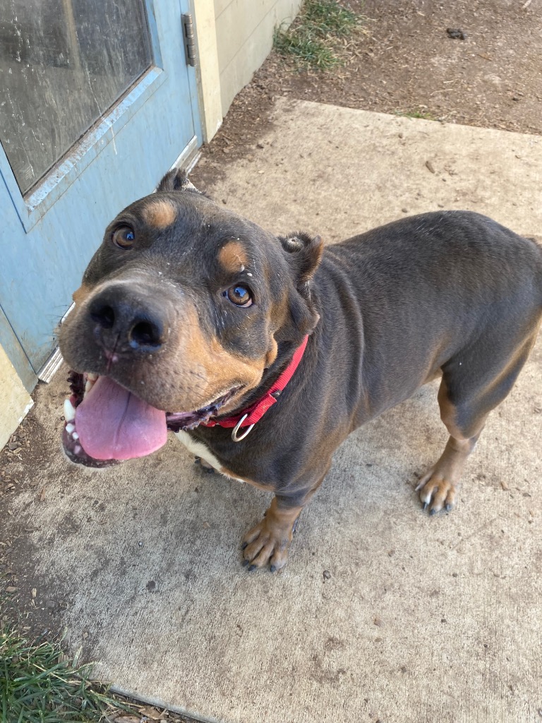 Blue Nose Rottweiler Mix