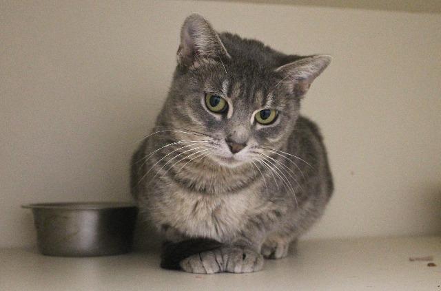 Adoptable Animals | City of Bloomington, Indiana