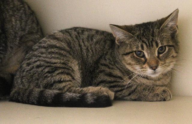 Adoptable Animals | City of Bloomington, Indiana