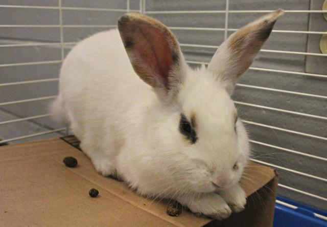 Adoptable Animals | City of Bloomington, Indiana