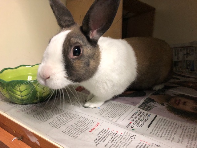 Adoptable Animals | City of Bloomington, Indiana