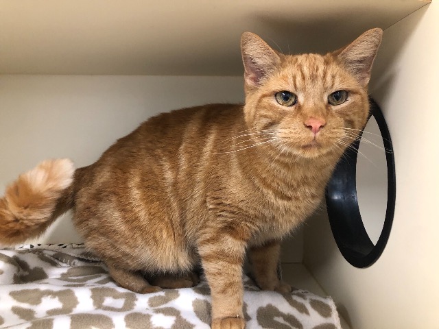 Adoptable Animals | City of Bloomington, Indiana