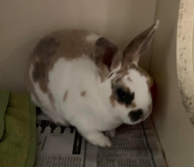 Adoptable Animals | City of Bloomington, Indiana