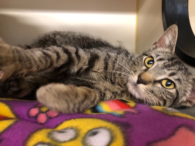 Adoptable Animals | City of Bloomington, Indiana