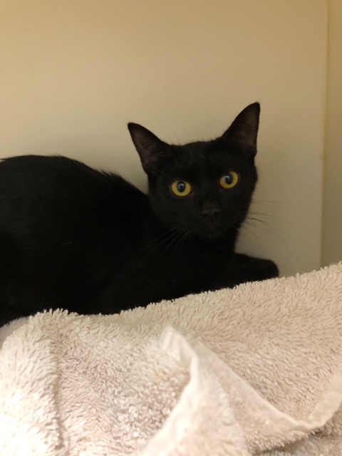 Adoptable Animals | City of Bloomington, Indiana