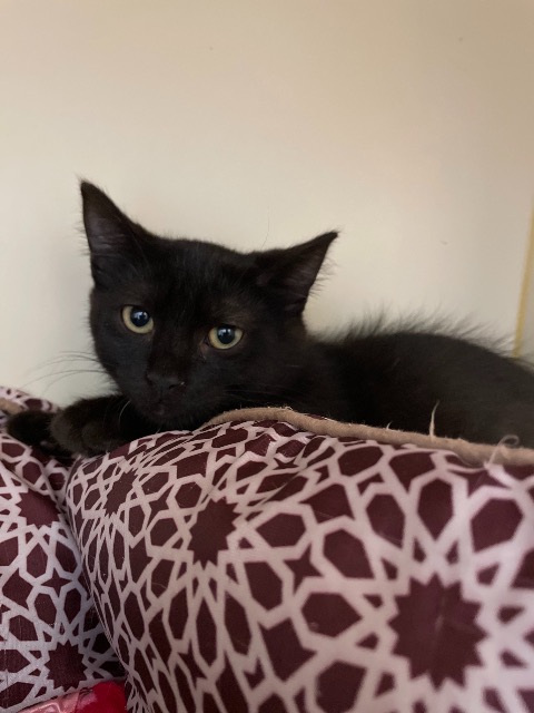 Adoptable Animals | City of Bloomington, Indiana