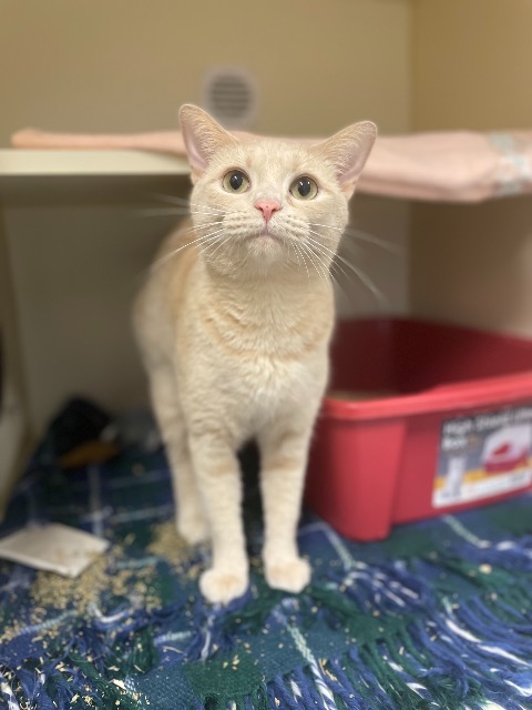 Adoptable Animals | City of Bloomington, Indiana