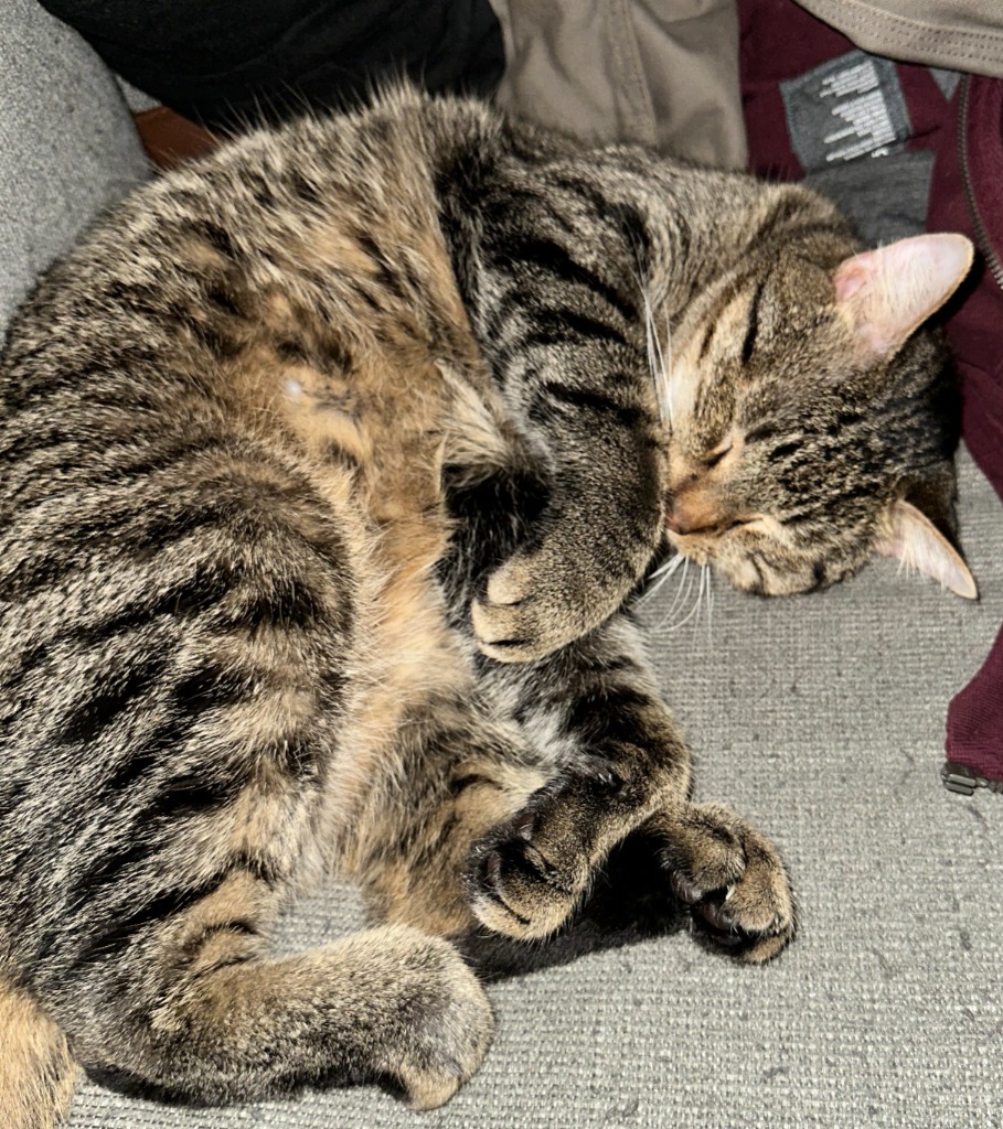 Adoptable Animals | City of Bloomington, Indiana