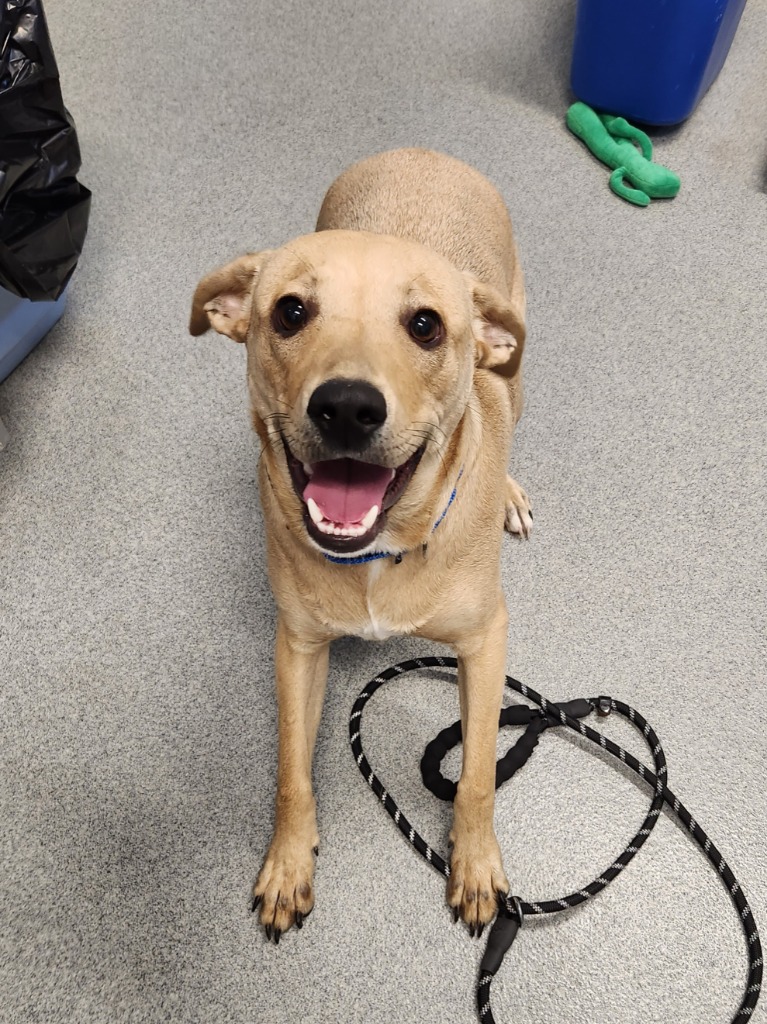 Adoptable Animals | City of Bloomington, Indiana