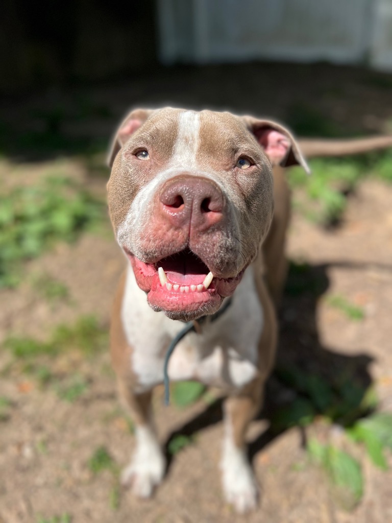 Adoptable Animals | City of Bloomington, Indiana