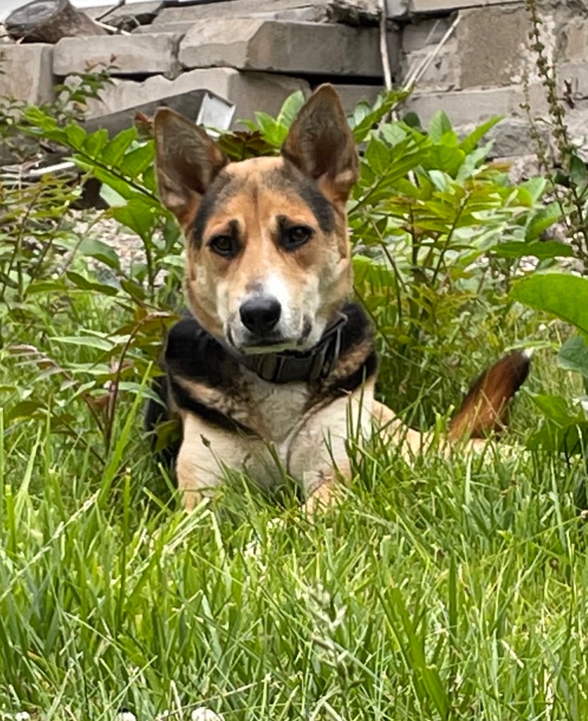 Adoptable Animals | City of Bloomington, Indiana