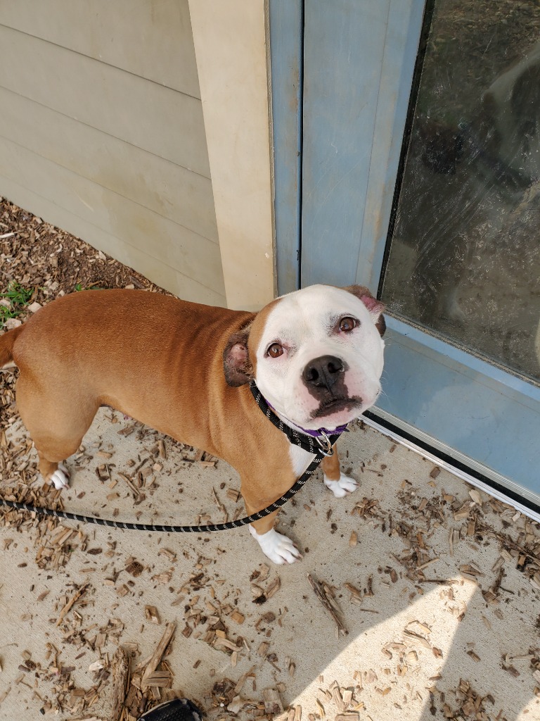 Adoptable Animals | City of Bloomington, Indiana