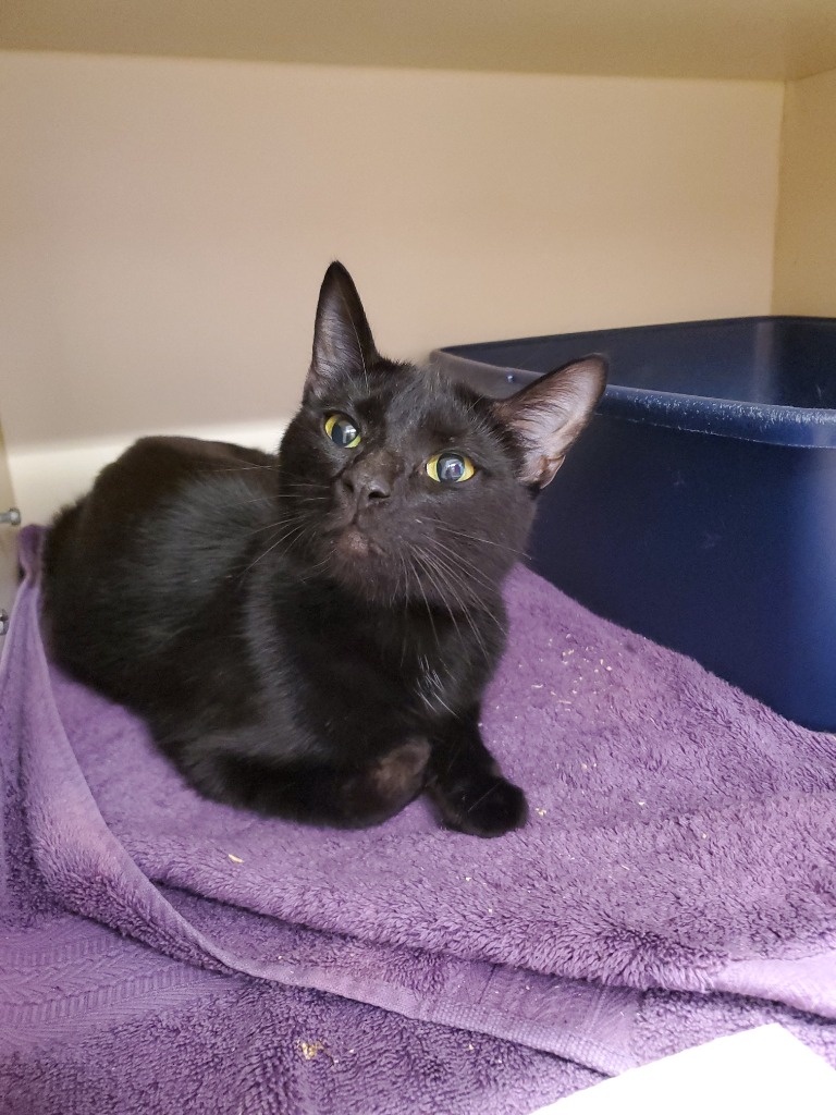 Adoptable Animals | City of Bloomington, Indiana