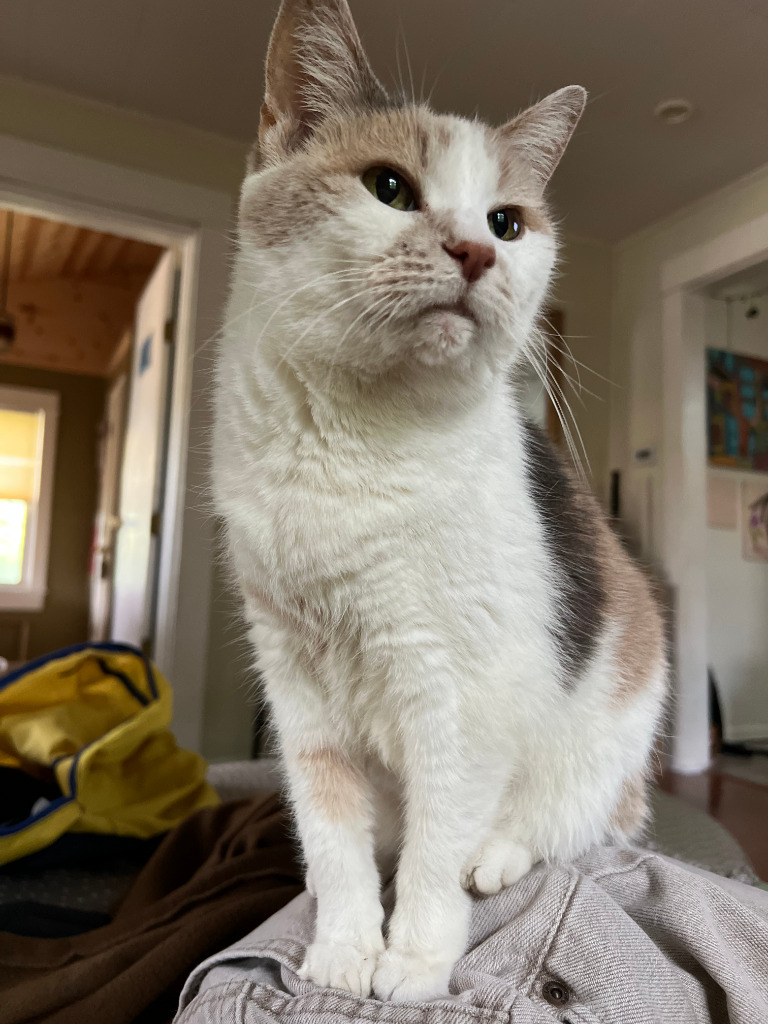 Adoptable Animals | City of Bloomington, Indiana