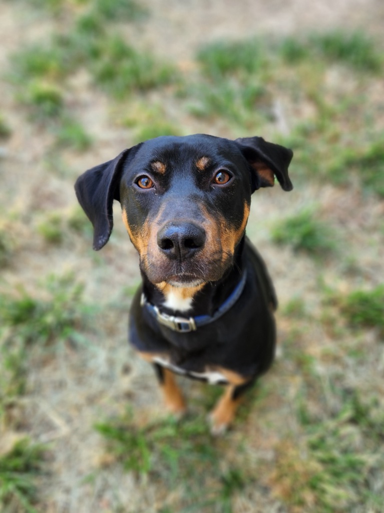 Beagle Doberman Lab Mix