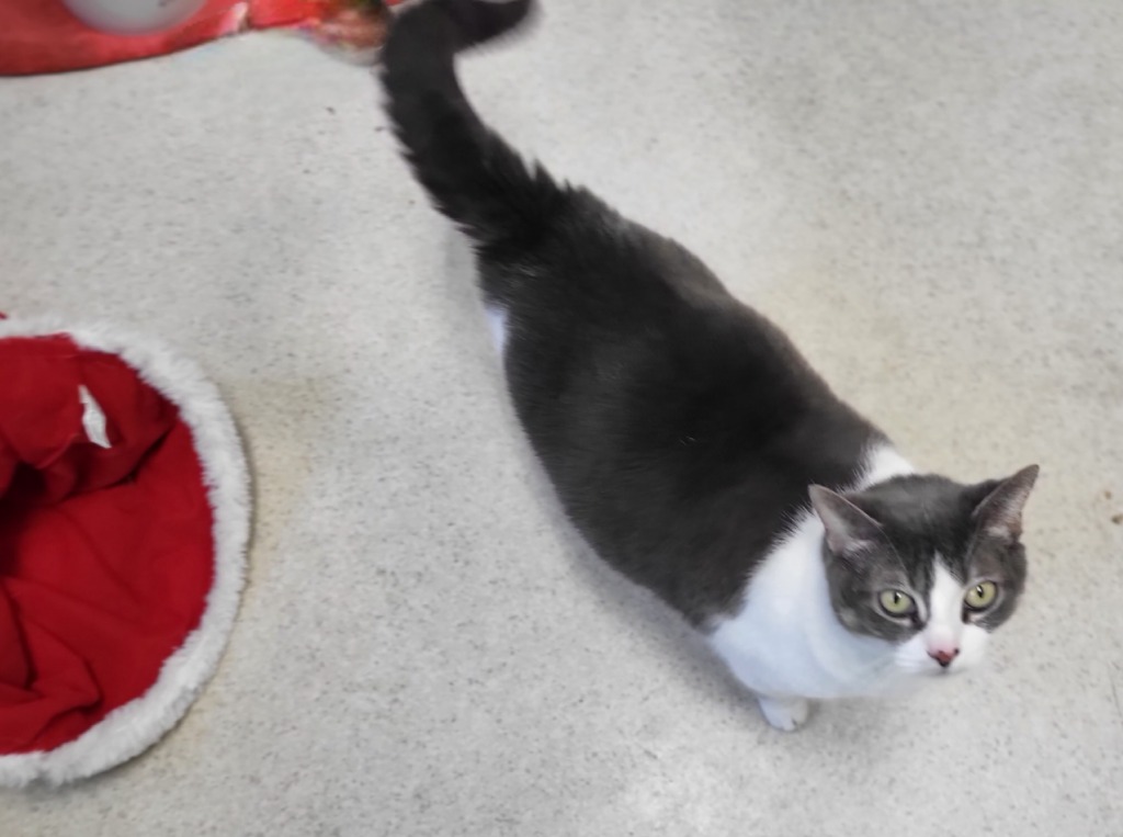 Skeeter | City of Bloomington, Indiana