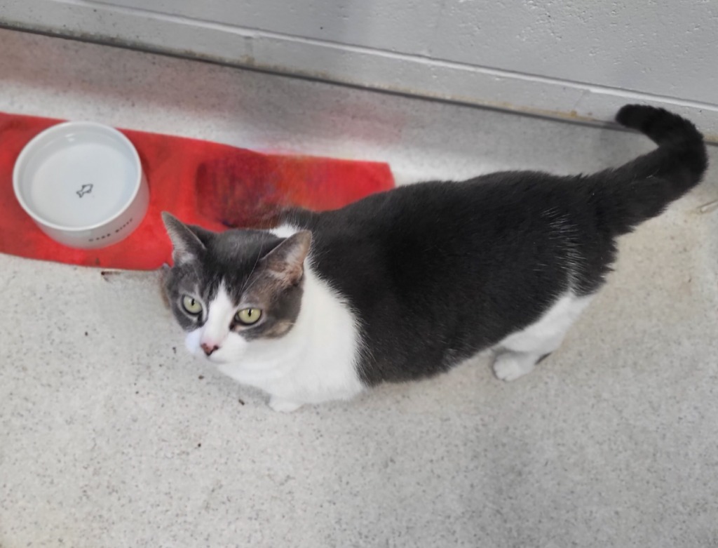 Skeeter | City of Bloomington, Indiana