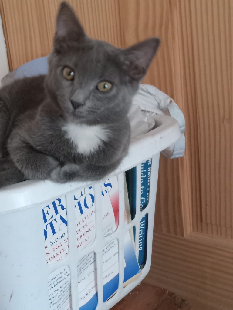 Adoptable Animals | City of Bloomington, Indiana