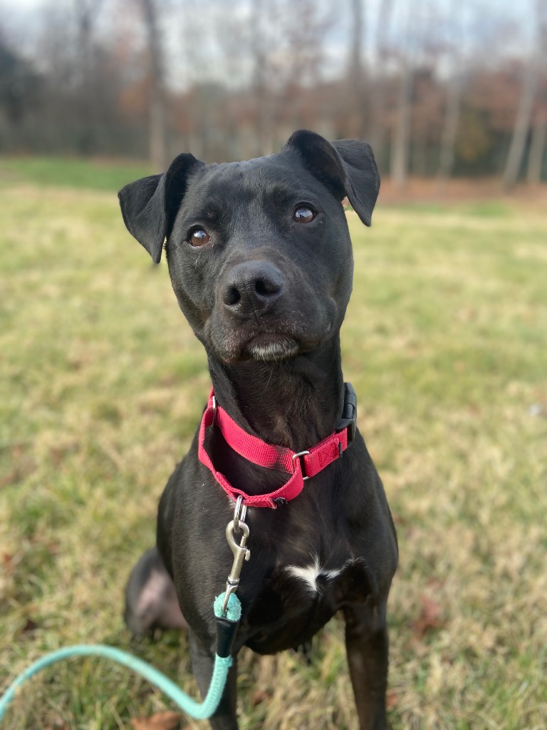 Adoptable Animals | City of Bloomington, Indiana