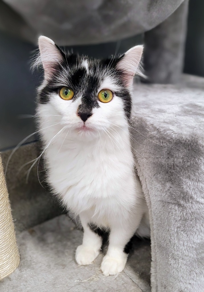 Adoptable Animals | City of Bloomington, Indiana