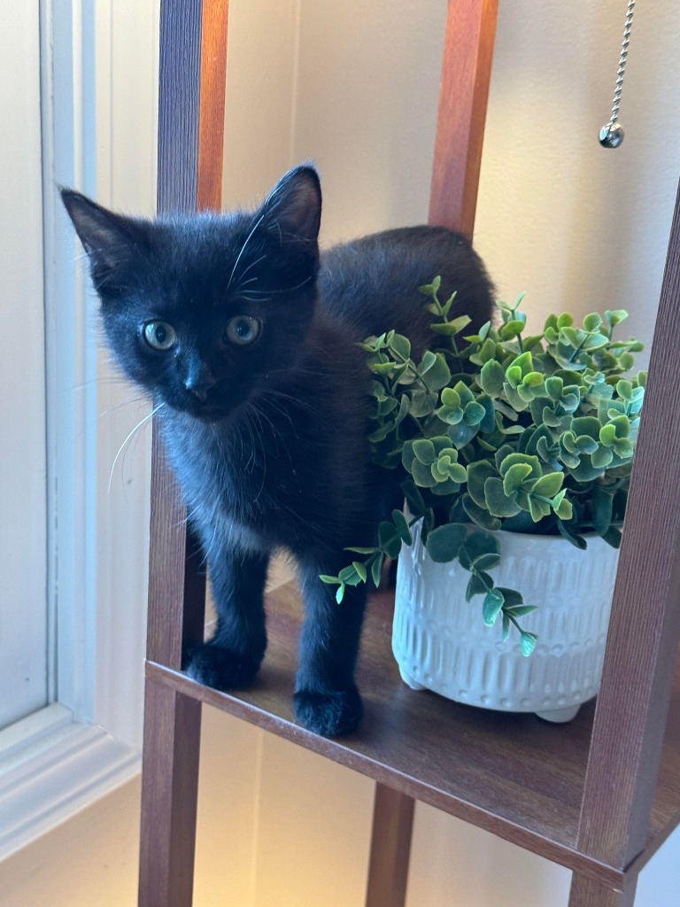 Adoptable Animals | City of Bloomington, Indiana