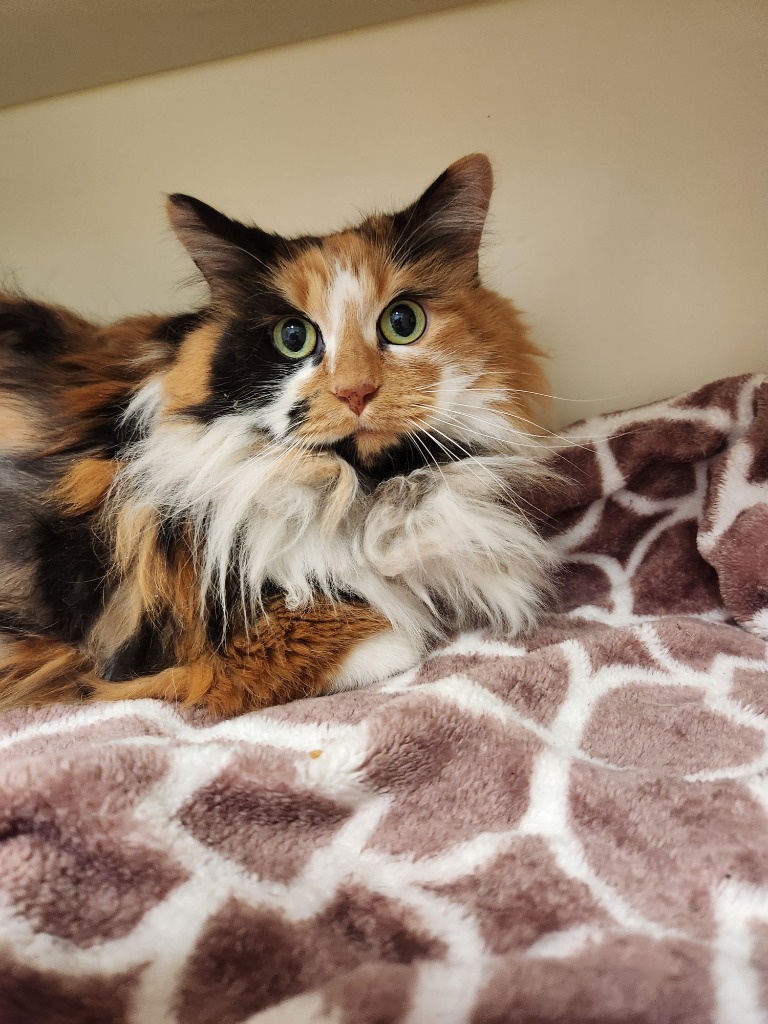 Adoptable Animals | City of Bloomington, Indiana