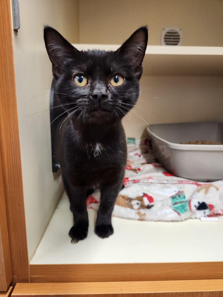 Adoptable Animals | City of Bloomington, Indiana