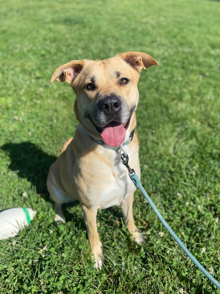Adoptable Animals | City of Bloomington, Indiana