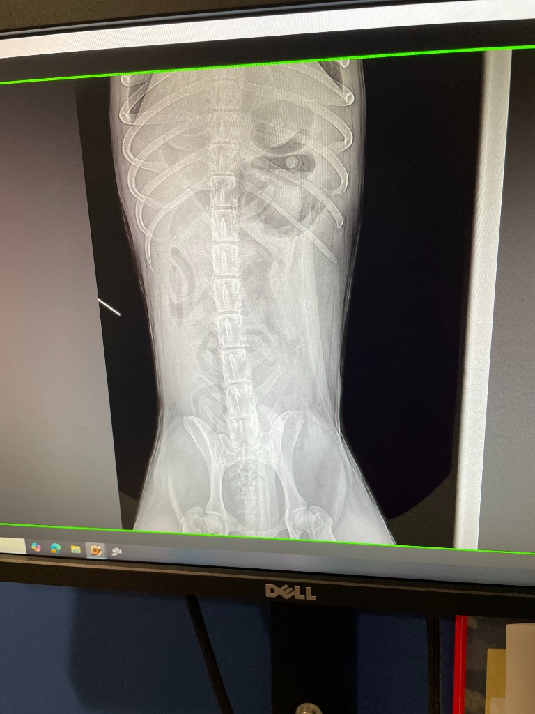 Otis | City of Bloomington, Indiana