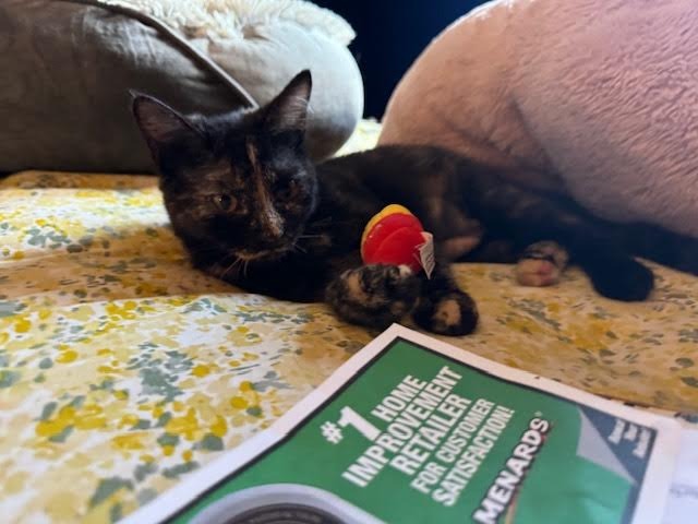 Adoptable Animals | City of Bloomington, Indiana