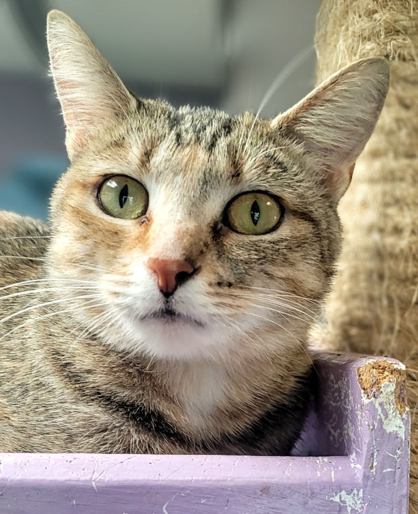 Adoptable Animals | City of Bloomington, Indiana