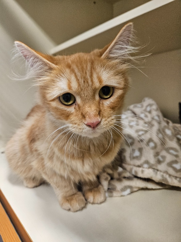 Adoptable Animals | City of Bloomington, Indiana
