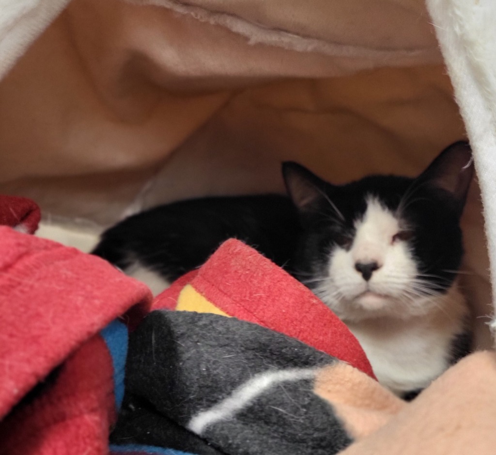 Adoptable Animals | City of Bloomington, Indiana