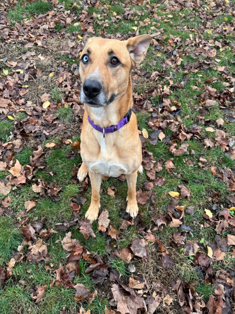 Sheba | City of Bloomington, Indiana